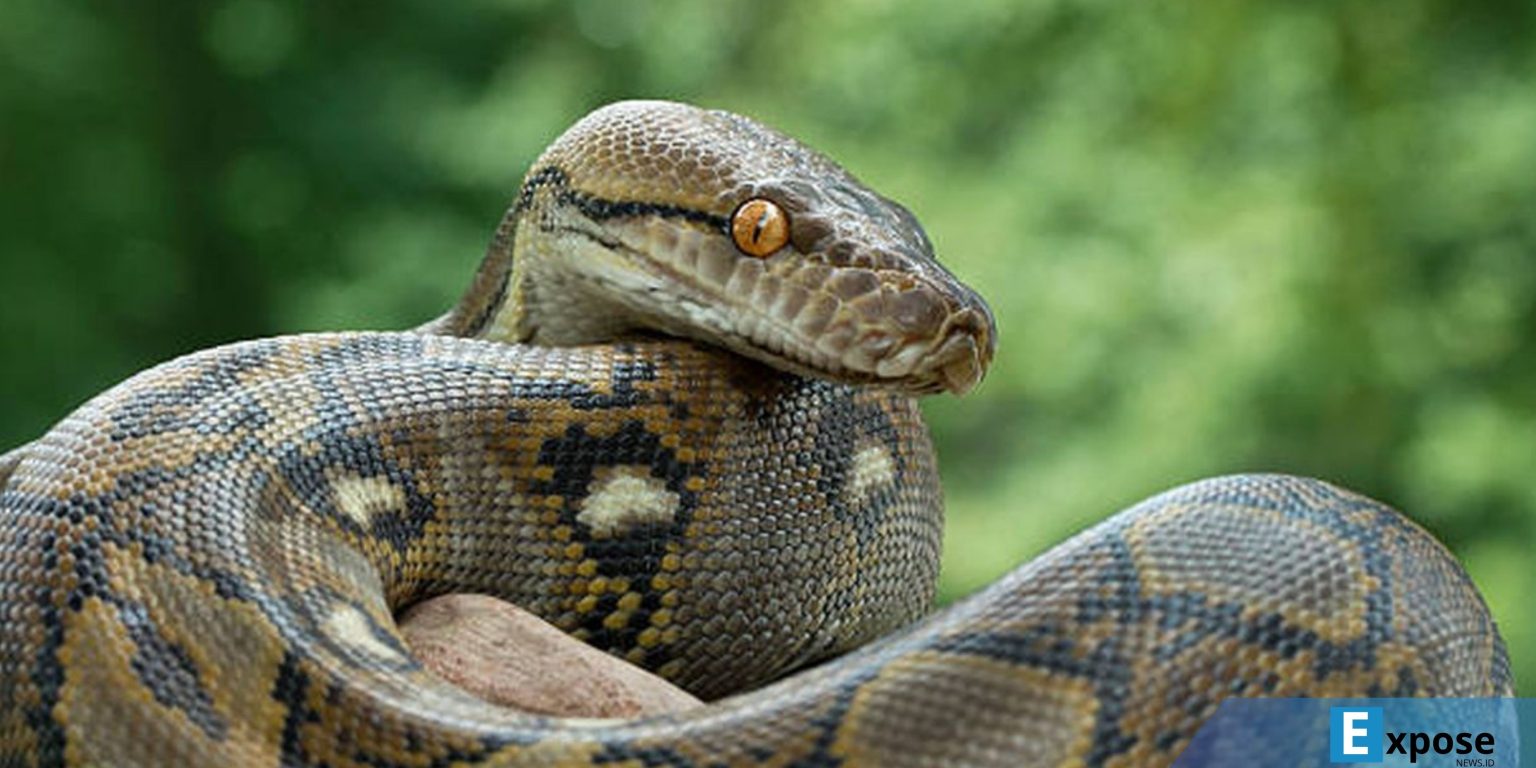 Heboh! Kakek 61 Tahun Tewas Ditelan Ular Piton | EXPOSENEWS.ID