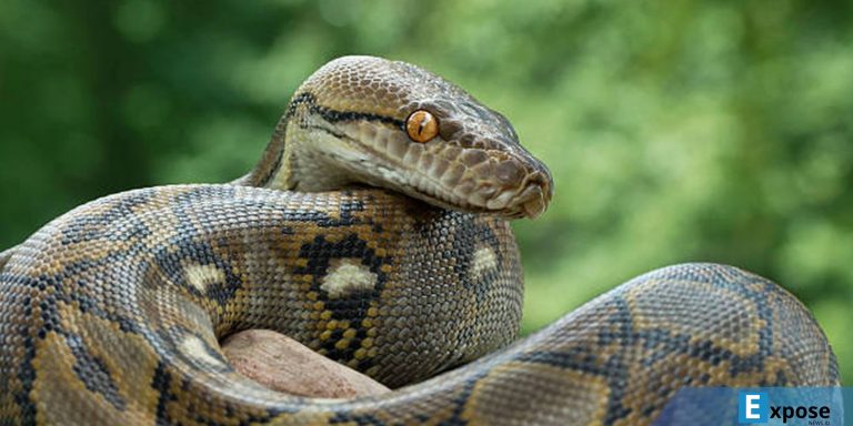 Heboh! Kakek 61 Tahun Tewas Ditelan Ular Piton | EXPOSENEWS.ID